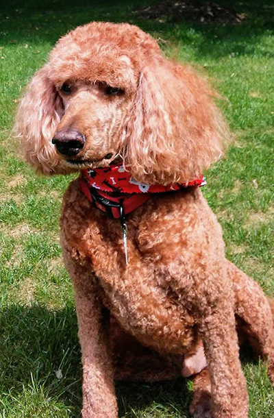 Featured Fido - Bright & Beautiful Therapy Dogs