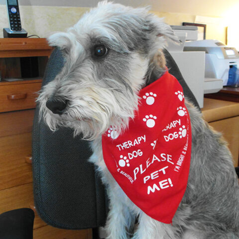 Pet Me, I'm a Therapy Dog! - Bandana - Bright & Beautiful Therapy Dogs